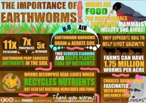 The Virtues of Worm Castings | WormCycle